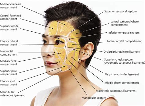 The Art And Science Of Filler Injection Based On Clinical Anatomy And The Pinch Technique