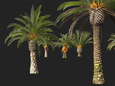 Phoenix Canariensis Canary Island Date Palm 3d Model By 3dgardenplants