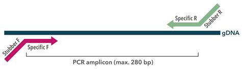 Pcr Amplicon Next Generation Sequencing
