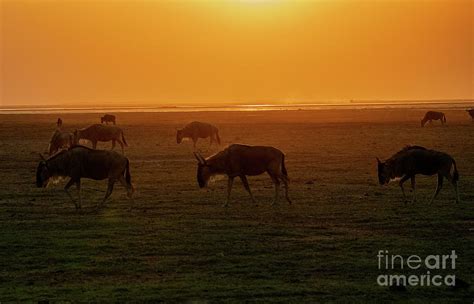 gnu sunset photograph by jim chamberlain fine art america