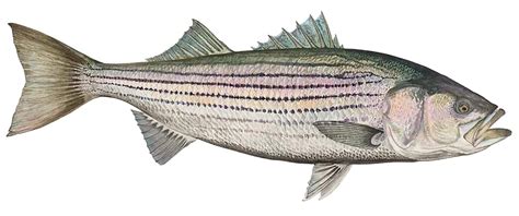 A Multitude Of Fins Striped Bass Illustrations And Wildlife Art