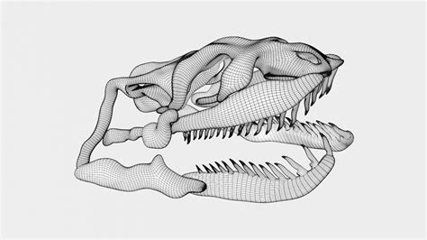 3d Anaconda Skull Model Turbosquid 1991837