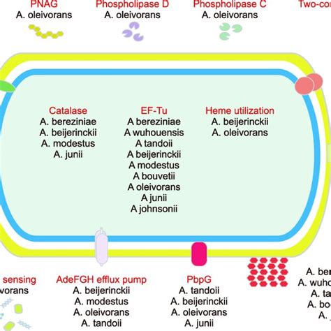 Potential Virulence Factors In Acinetobacter Community Download Scientific Diagram