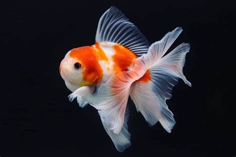 10년만에수족관 금붕어 베타 열대어 Band