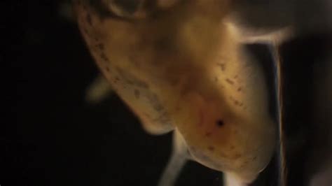 Microscopic View Of Snail Crawling Stock Footage Videohive