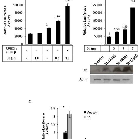 3b Increases Runx1b Transactivation Potential On The Mouse Il2