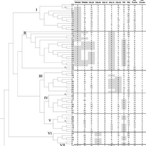 upgma dendrogram of the 70 mlva profiles the assigned clusters are download scientific diagram