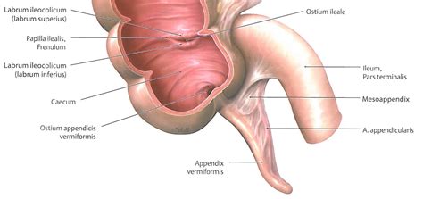 Appendix Vermiformis Fizyoterapi Ve Rehabilitasyon Facebook