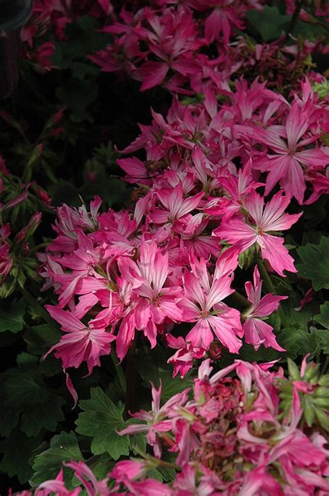 Fireworks Pink Geranium Pelargonium Fireworks Pink At Flaggs Fireworks Pink Geranium Pelargonium Fireworks Pink At Flaggs