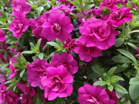 Калибрахоа Aloha Double Purple(Calibrachoa hybrida) - Питомник растений ...
