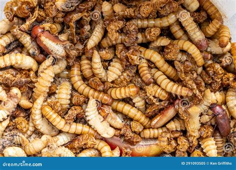 Mealworm Insects Stock Image Image Of Larvae Yellow 291093505