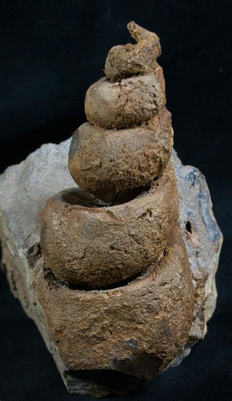 Huge 4 2 Gastropod Fossil Morocco 7994 For Sale