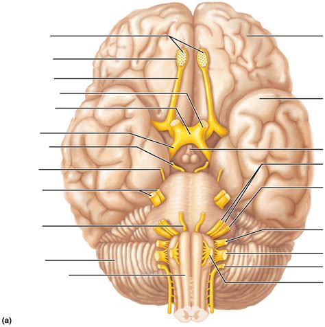 Function Of The Cranial Nerves Diagram Quizlet