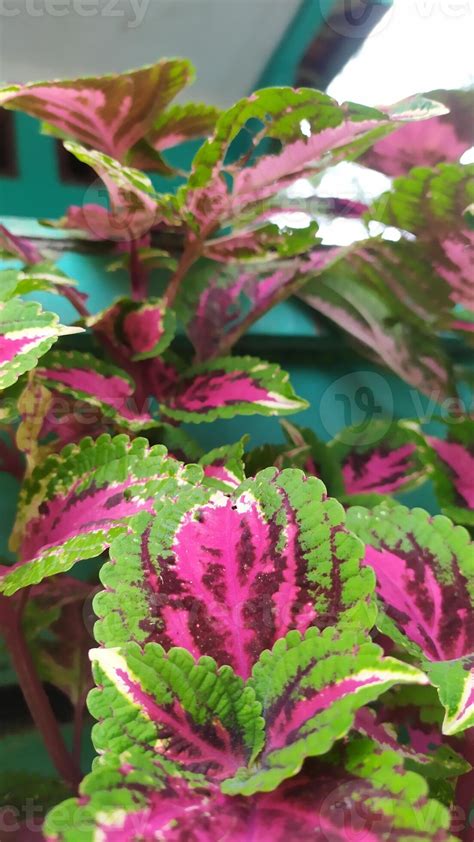 A Plant With Pink And Green Leaves In A Green House 55353931 Stock