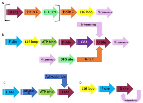 Pathways Of Information Flow In The Inactive State A Active State