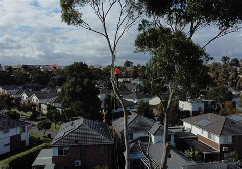 Visual Tree Assessment Melbourne Milones Tree Solutions