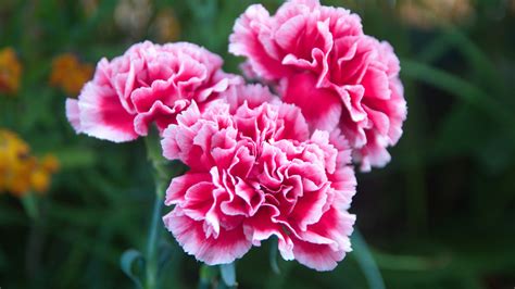 15 Stunning Carnations That Will Brighten Your Home