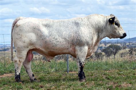 Lot 22 Jad Tennessee T35 Et P White Auctionsplus