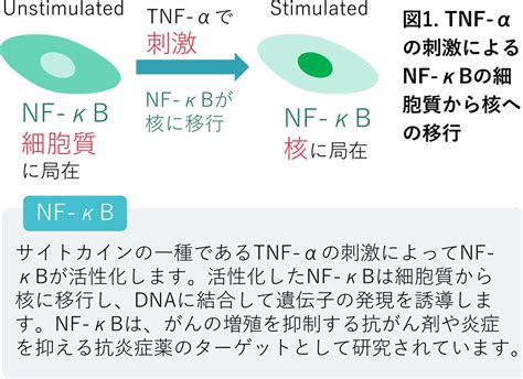 Ai Driven 全自動スマートイメージングシステムeclipse Jiを用いた核移行の解析 アプリケーションノート 学ぶ・知る 株式会社ニコンソリューションズ