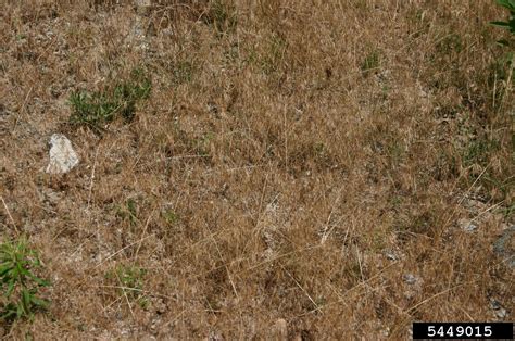 Cheatgrass Downy Brome Bromus Tectorum L