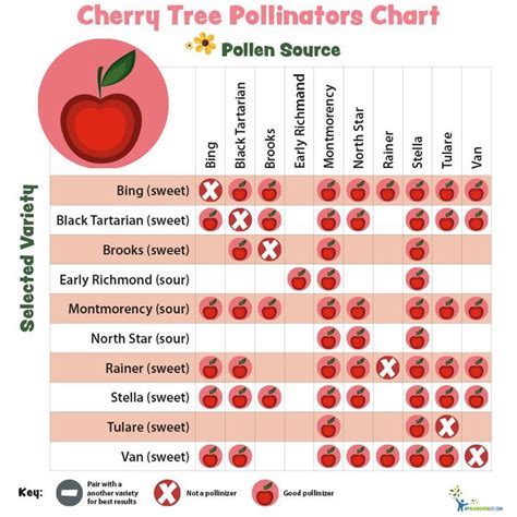 Cherry Tree Pollination Chart