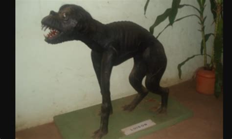 Luison Guaraní Mitolojisinin Ölüm Tanrısı Ve Kurtadam Efsanesi Mitoloji