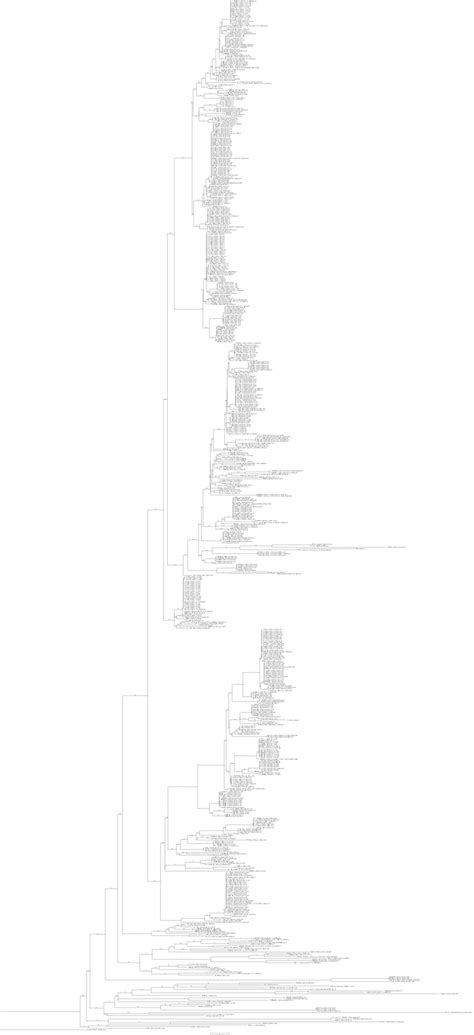 fig s2 maximum likelihood phylogram based on its of species of subg