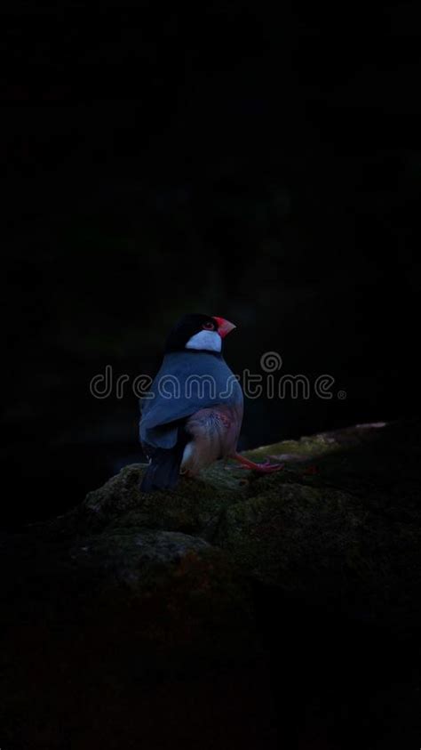 The Java Sparrow Also Known As Java Finch Java Rice Sparrow Or Java Rice Bird Is A Small