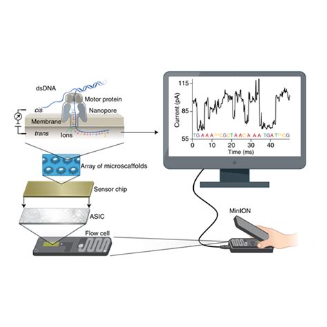 测序与分析 苏州吉纳星辰生物技术有限公司