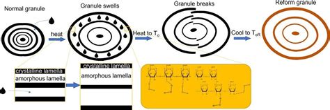Potato Starch Structure