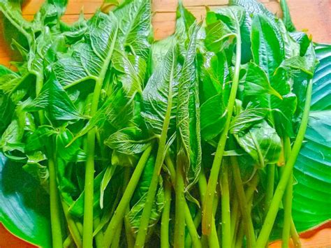 လိပ်သိုဒေသရှိ ကျေးရွာများတွင် သဘာဝအလျောက် ပေါက်ရောက်နေသော ရာသီစာဇရစ်ရိုးများ ချိုးယူရောင်းခ