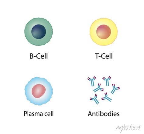 Adaptive Immunity T Cell B Cell Antibodies Plasma Cell Vector