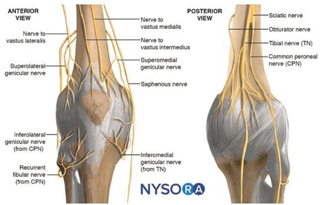 Genicular Nerves Wikism Sports Medicine Wiki