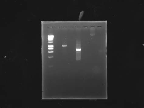 Which Ratio Of Vector And Two Inserts Do I Need To Use In The Ligation Reaction