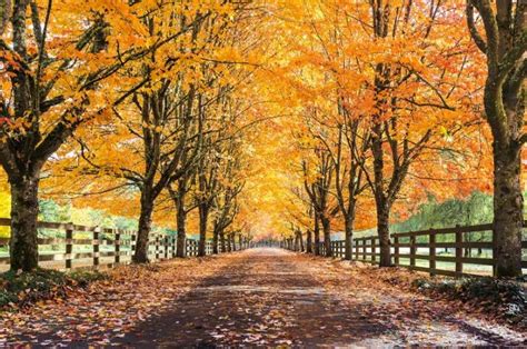 Why Trees Shed Their Leaves In Autumn AAA Tree Lopping Ipswich