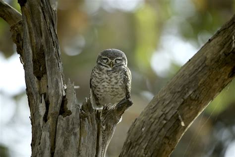 Birds Nupur Bhatnagar