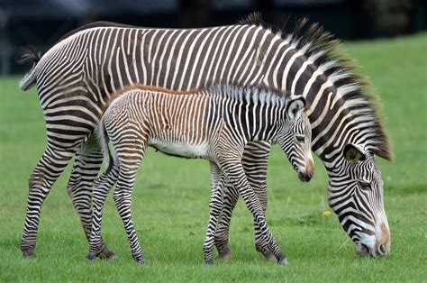 Whipsnade Zebra Foals Find Their Feet Discover Animals