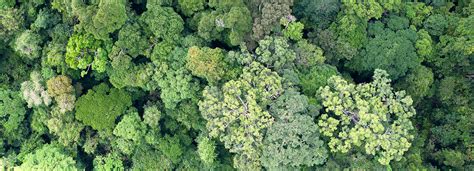 Mapping Global Forest Biomass Using Satellite Imagery