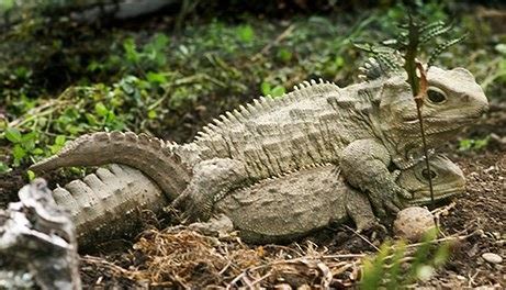 A Moonlight Mile Down The Road WARNING Lizard Sex Pictured Below