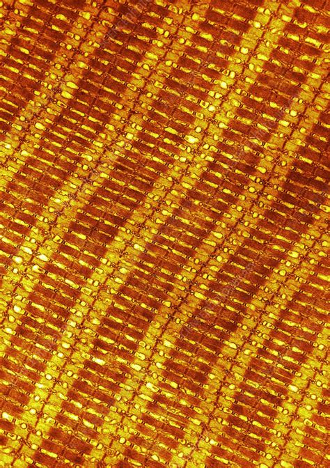 Sarcoplasmic Reticulum Tem Stock Image C003 5224 Science Photo Library