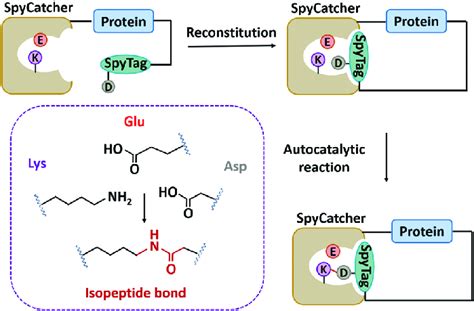 Schematic Illustration Of Protein Side Chain Cyclization By Spytag