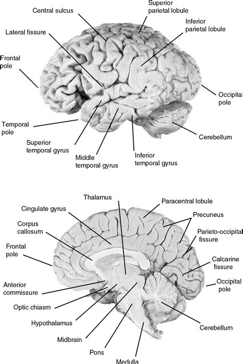 Brainstem Gross Anatomy