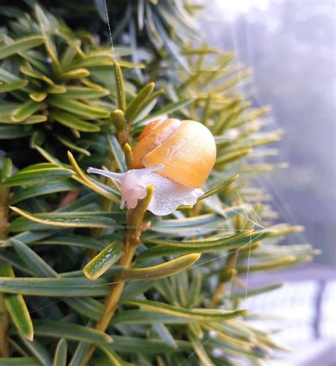 მოაზროვნე კატა 1518 წელს ევროპას თავს დაატყდა ძალიან უცნაური ეპიდემია რომელსაც მოცეკვავე ჭირი