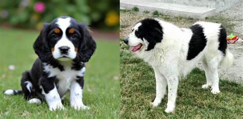 English Cocker Spaniel Vs Ciobanesc De Bucovina Breed Comparison
