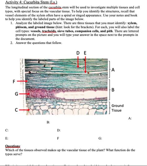 Solved Activity 4 Cucurbita Stem 1 S The Longitudinal