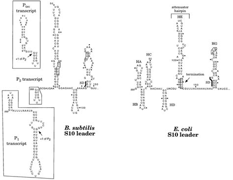 Comparison Of The S10 Leader Structures Of E Coli And B Subtilis The Download Scientific
