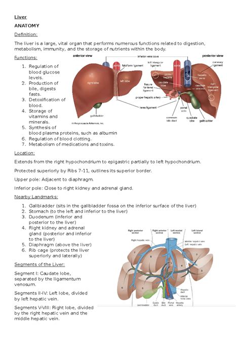 Liver Lecture Notes Liver ANATOMY Definition The Liver Is A Large Vital Organ That