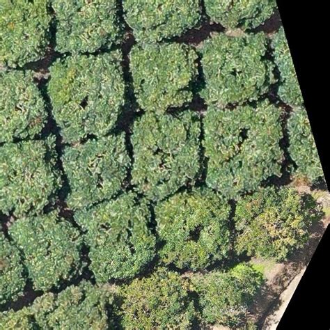 Totaltreescount Object Detection Dataset By Sih2023