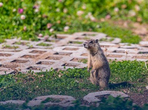 Gopher Invasion How To Protect Your Lawn