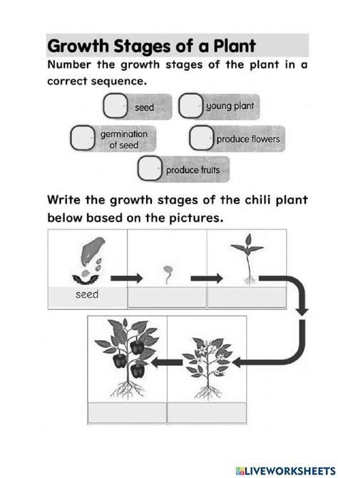 Stages Of Plant Growth Worksheet